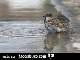 Vaccate Erotiche - Facciabuco.com