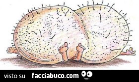 Vaccate - Facciabuco.com